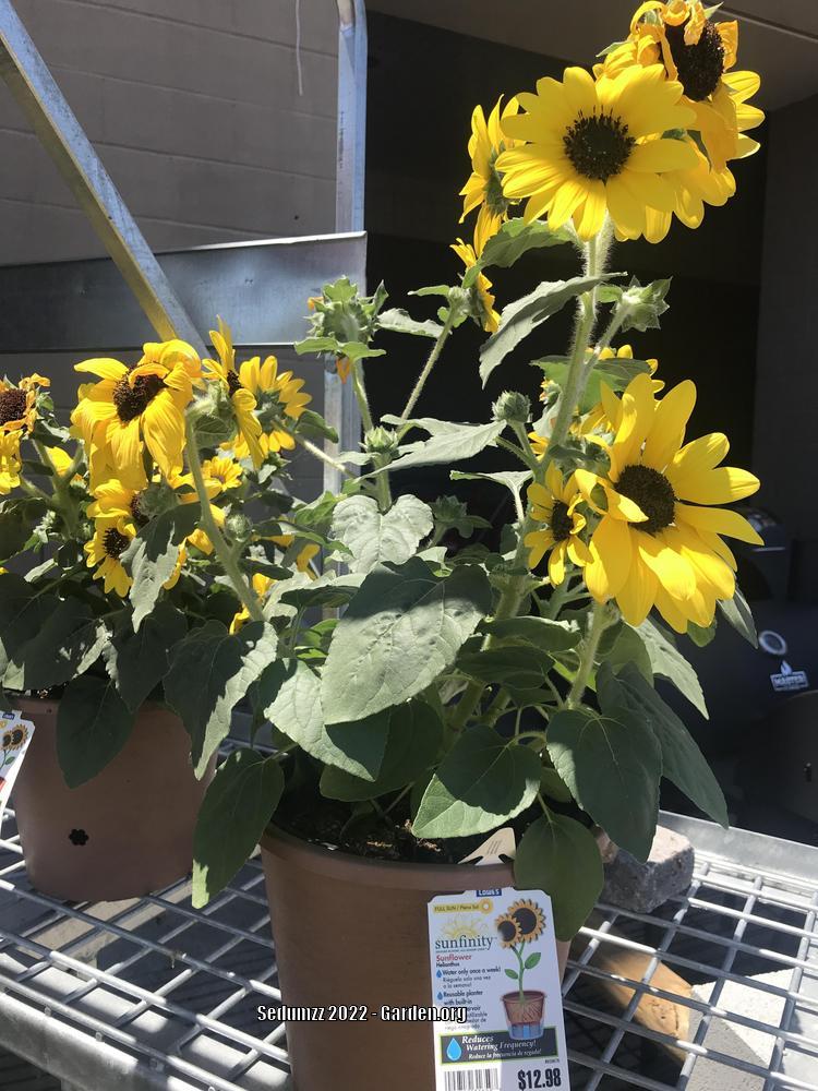 Photo of the entire plant of Sunflower (Helianthus annuus 'Sunfinity ...