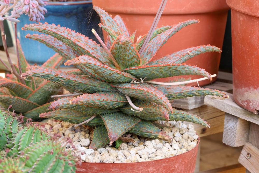 Photo of the entire plant of Aloe 'Orange Marmalade' posted by Baja ...