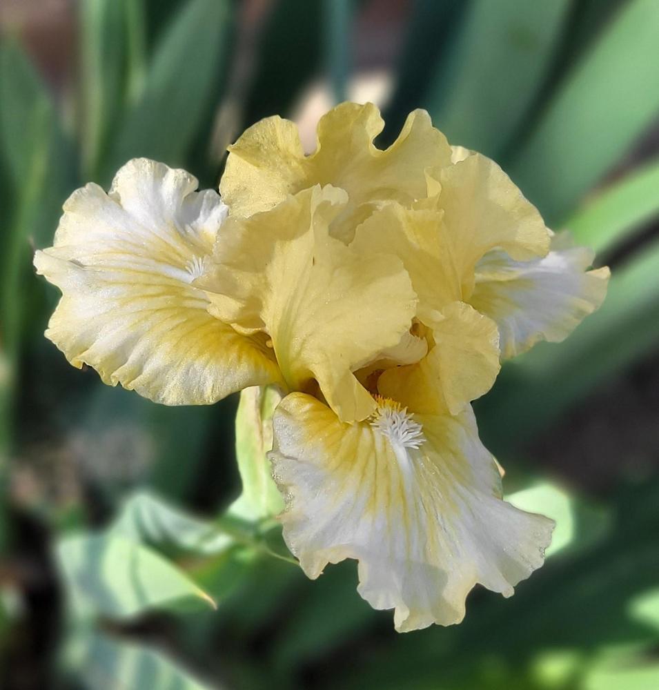 Photo of the bloom of Standard Dwarf Bearded Iris (Iris 'Coyote Moon ...