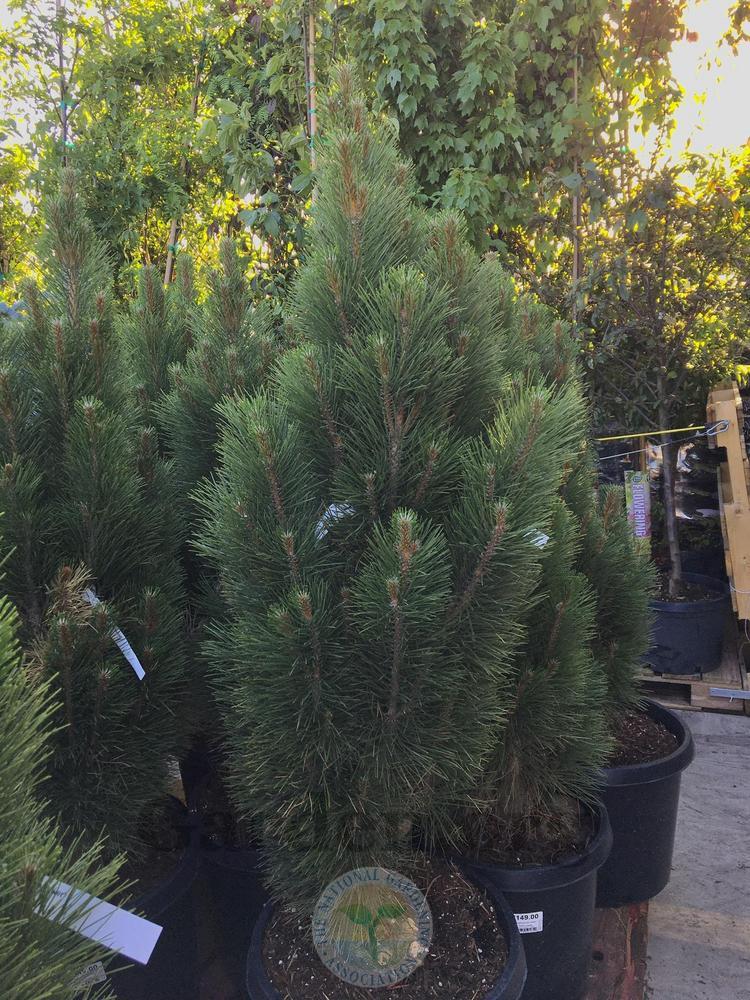 European Black Pine (Pinus nigra 'Green Tower') - Garden.org