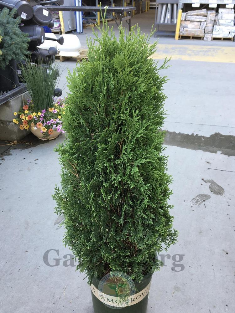 Photo of the entire plant of American Arborvitae (Thuja occidentalis ...