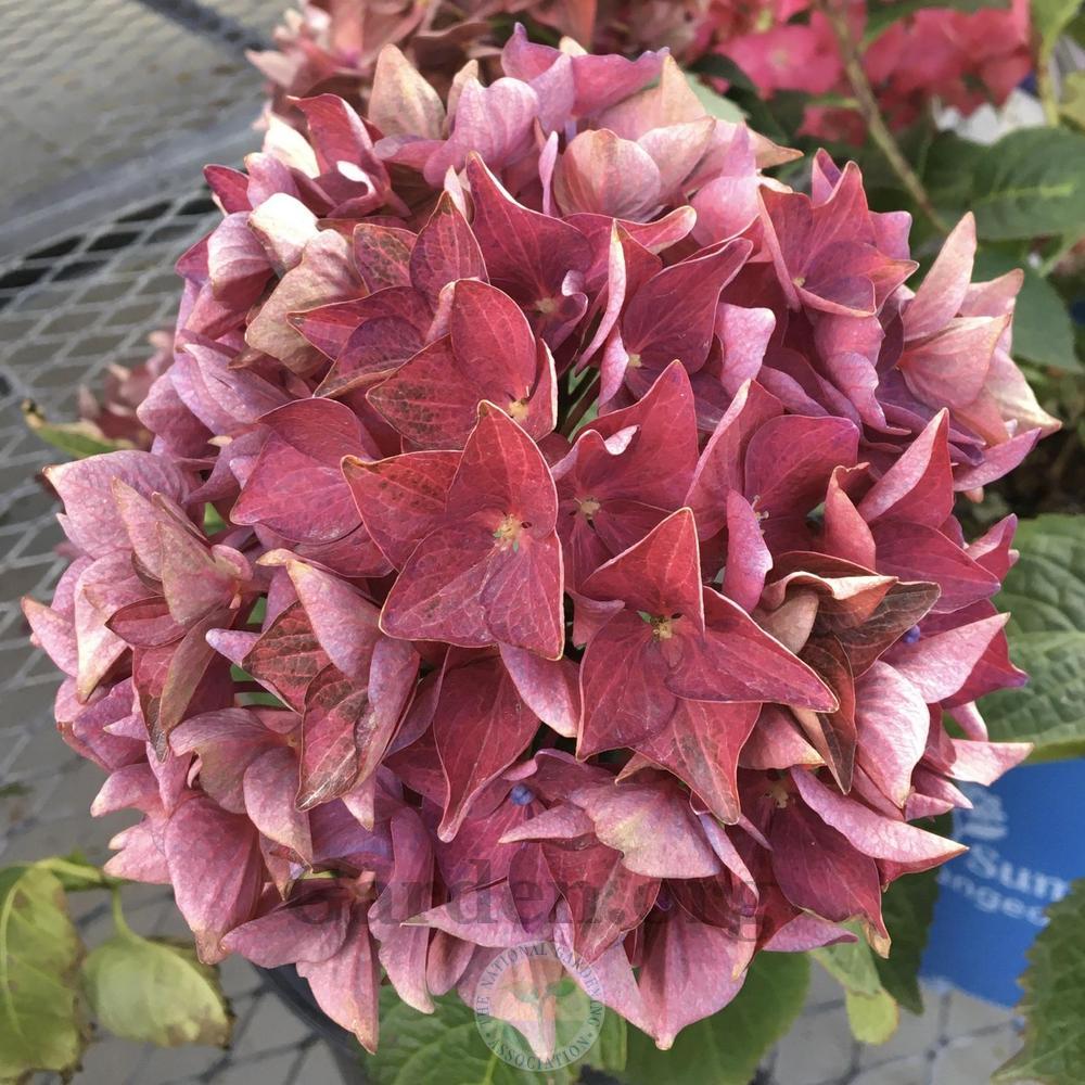 Photo of the bloom of Bigleaf Hydrangea (Hydrangea macrophylla Deep ...