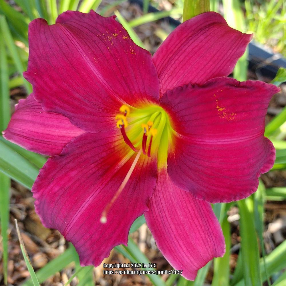 Photo of the bloom of Daylily (Hemerocallis 'Carolina Cranberry') posted by CiCi - Garden.org