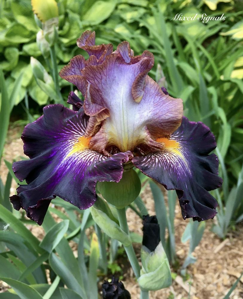 Photo of the bloom of Tall Bearded Iris (Iris 'Mixed Signals') posted by Hemlass - Garden.org