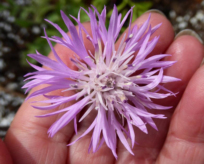 Photo of the bloom of Bachelor’s Button (Psephellus bellus) posted by ...