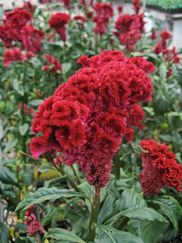 Photo of the entire plant of Cockscomb (Cristata Group) (Celosia ...