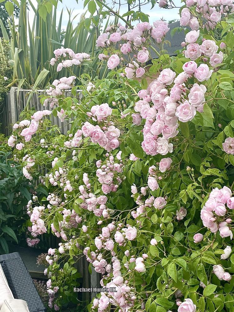 Photo of the entire plant of Rose (Rosa 'Ethel') posted by ...