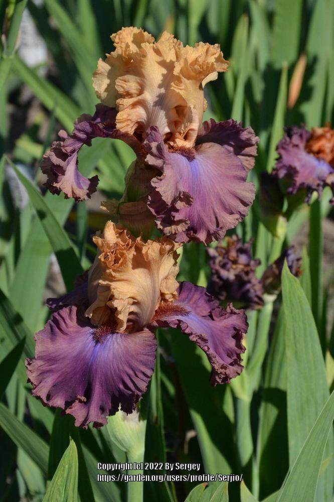 Photo of the bloom of Tall Bearded Iris (Iris 'High Chancellor') posted ...