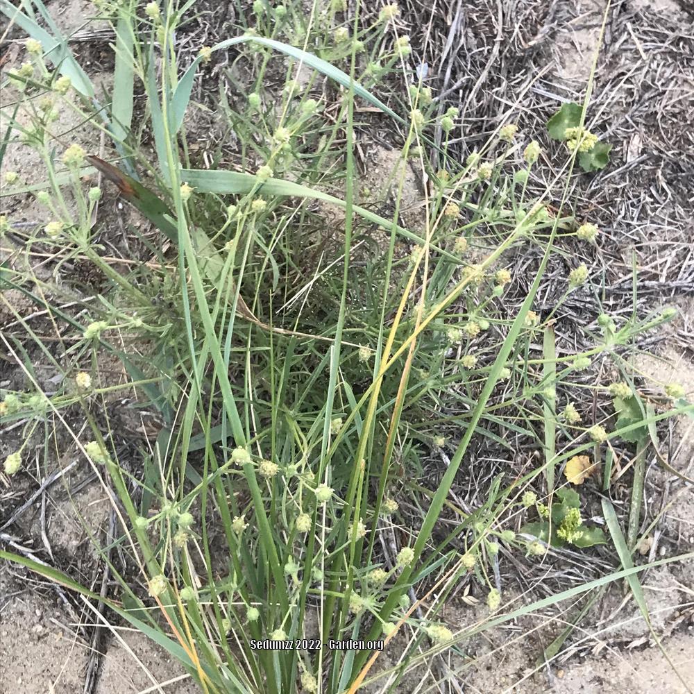 Pinebarren Flatsedge (Cyperus retrorsus) - Garden.org