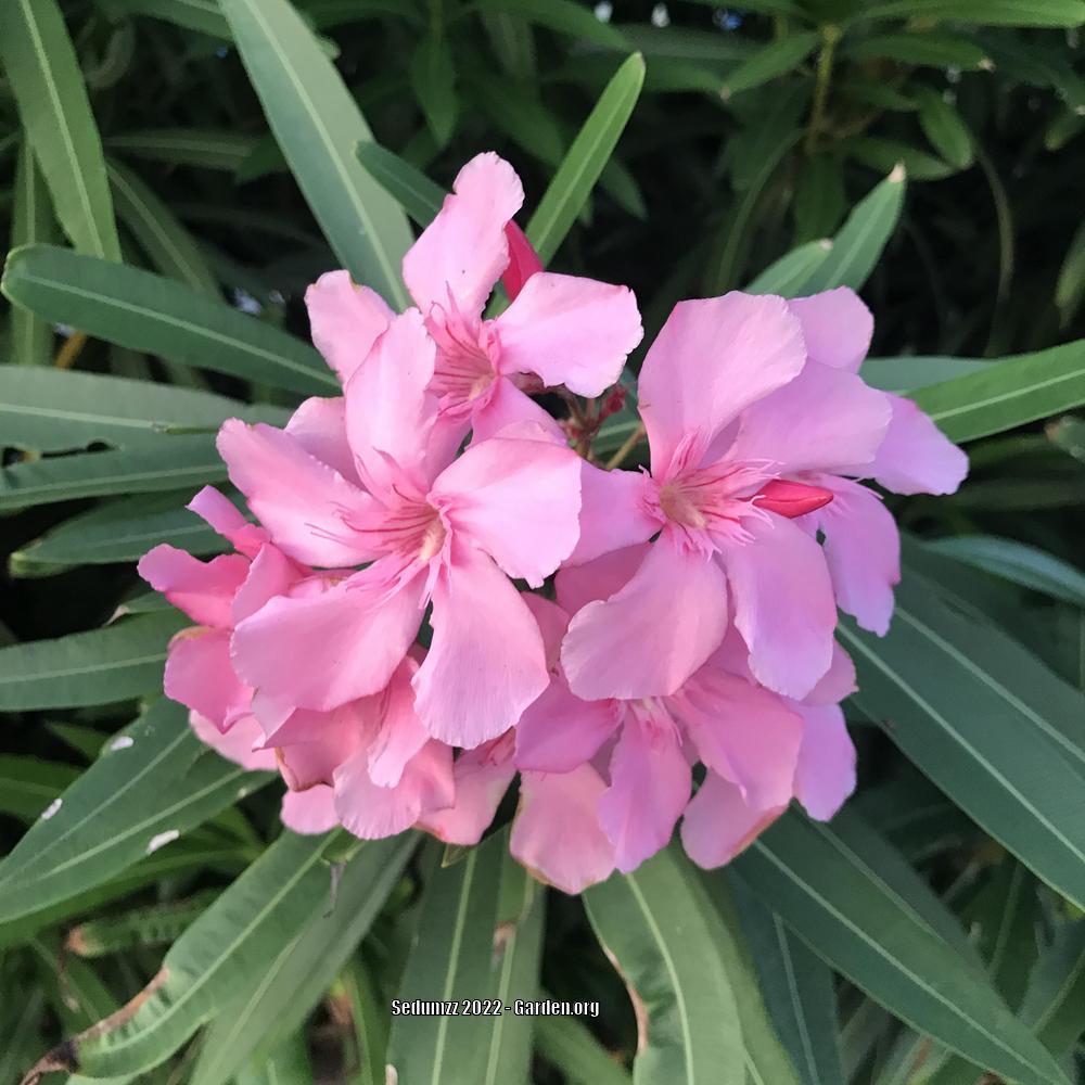 Photo of the bloom of Oleander (Nerium oleander 'Punctatum') posted by sedumzz - Garden.org
