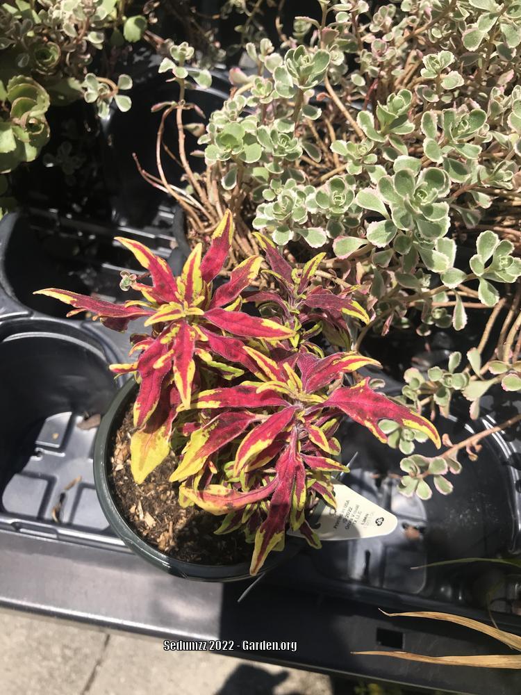 Photo of the entire plant of Coleus (Coleus scutellarioides ...
