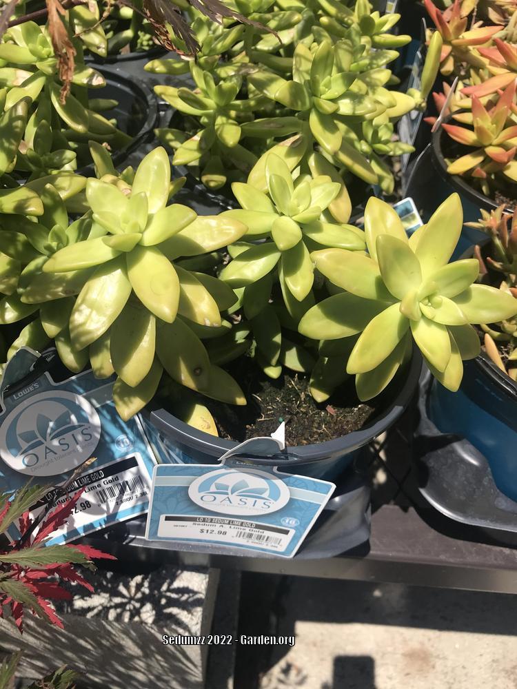 Photo of the entire plant of Golden Stonecrop (Sedum adolphi 'Lime Gold ...
