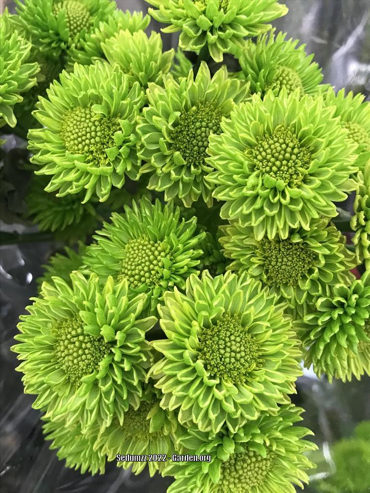 Photo of the bloom of Spray Mum (Chrysanthemum 'Feeling Green') posted ...