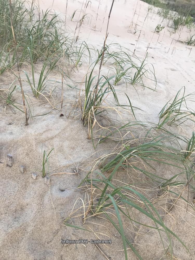 Photo of the entire plant of Sand Couch-Grass (Elymus farctus) posted ...