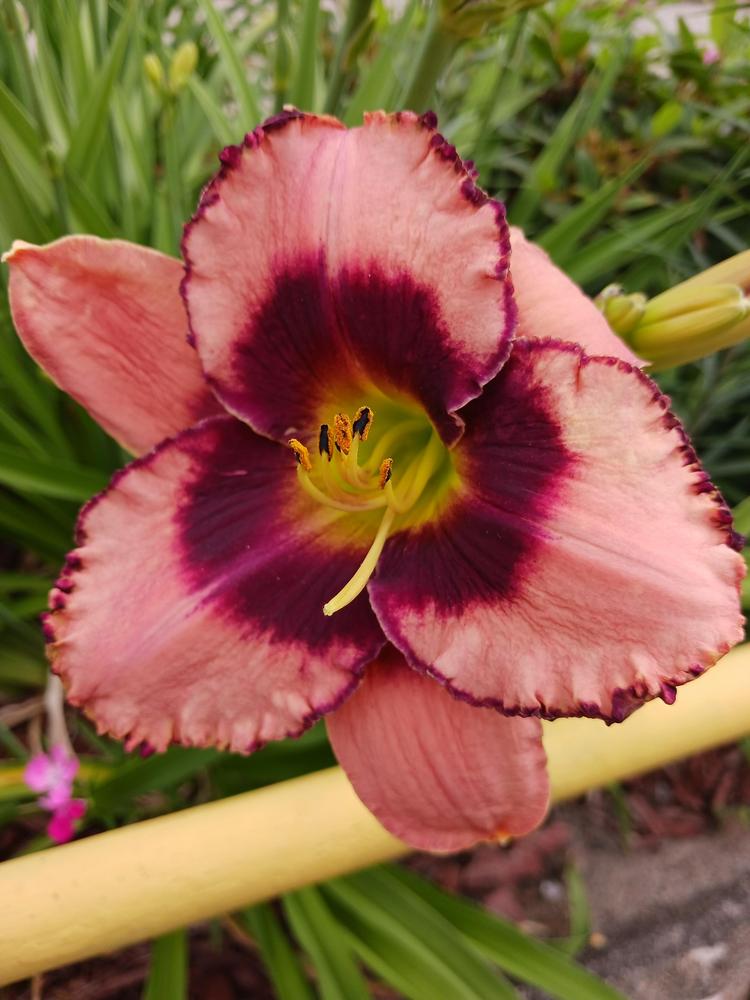 Photo of the bloom of Daylily (Hemerocallis 'Daring Deception') posted ...