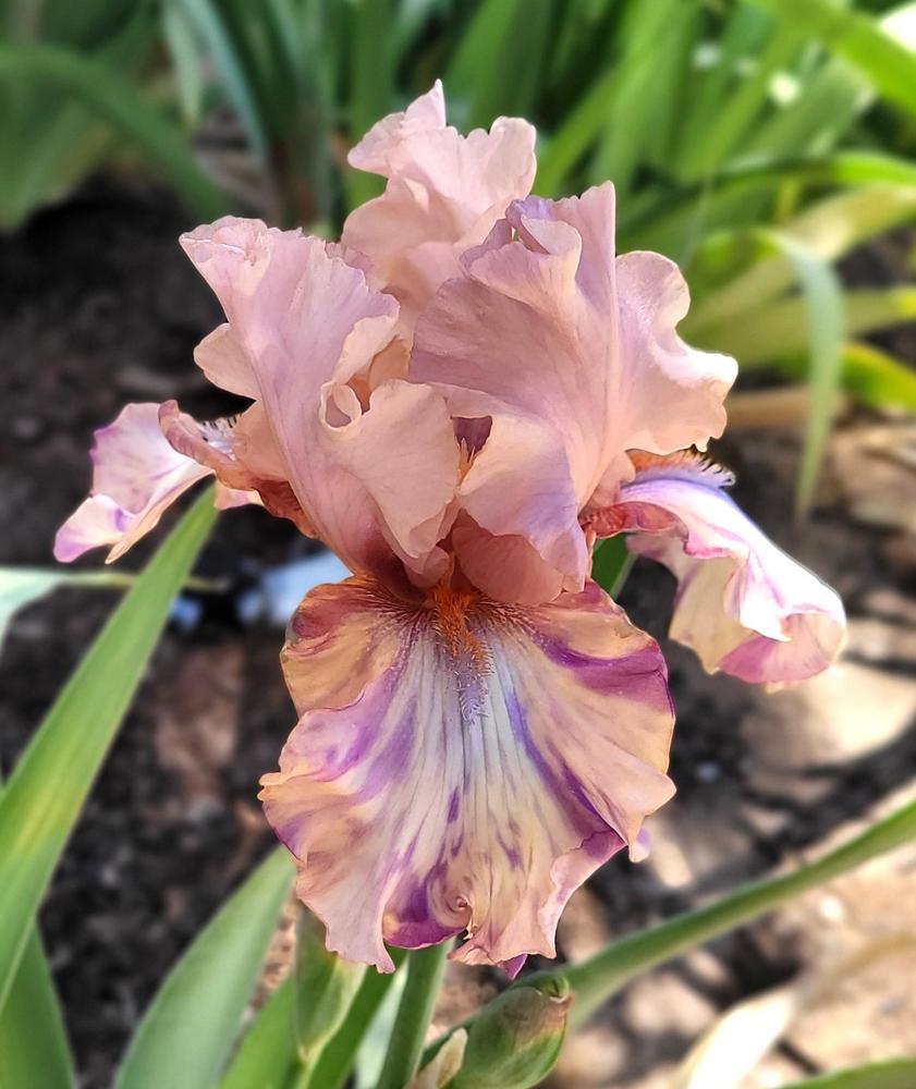 Photo of the bloom of Border Bearded Iris (Iris 'Pied Peach') posted by ...
