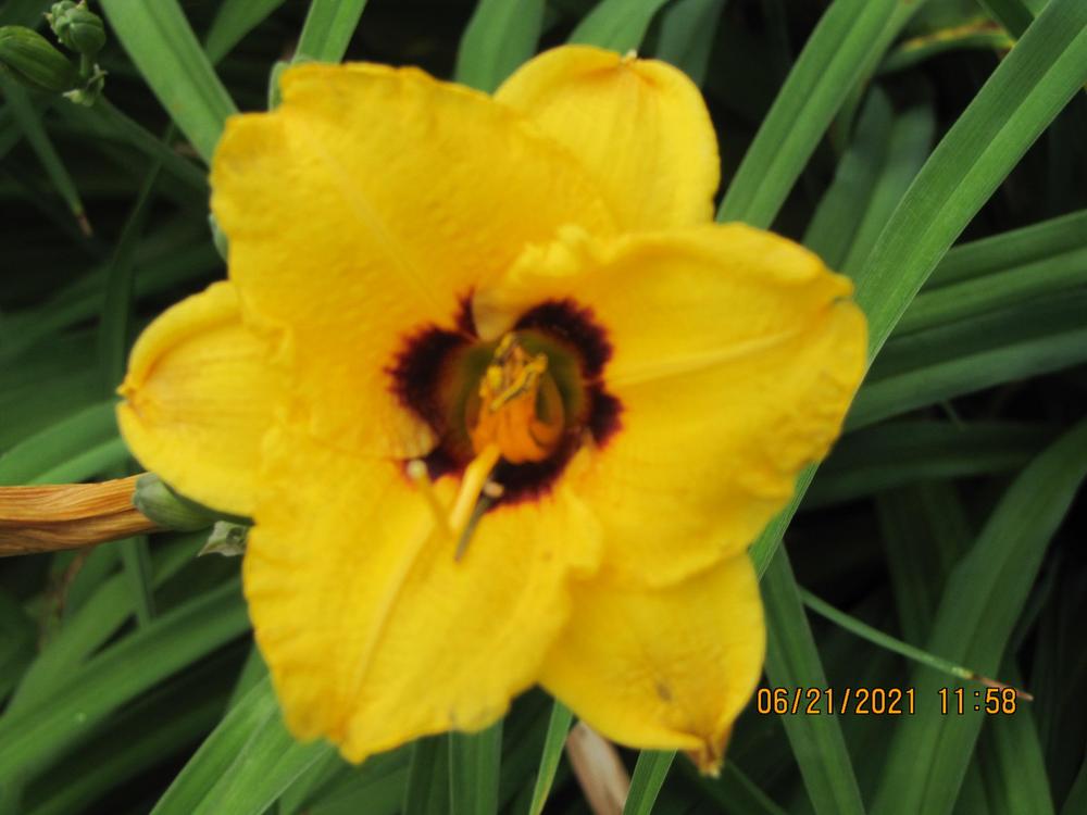 Daylily of the Day: Siloam June Bug in the Plants of the Day forum ...