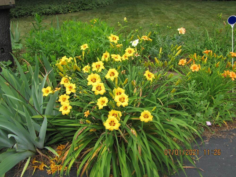 Daylily of the Day: Siloam June Bug in the Plants of the Day forum ...