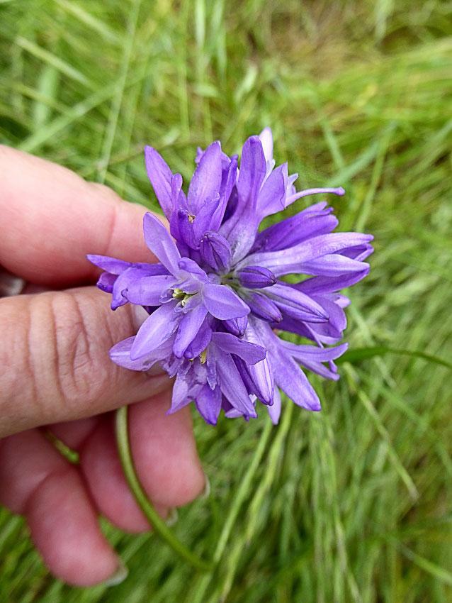 Photo of the bloom of Forktooth Ookow (Dichelostemma congestum) posted ...