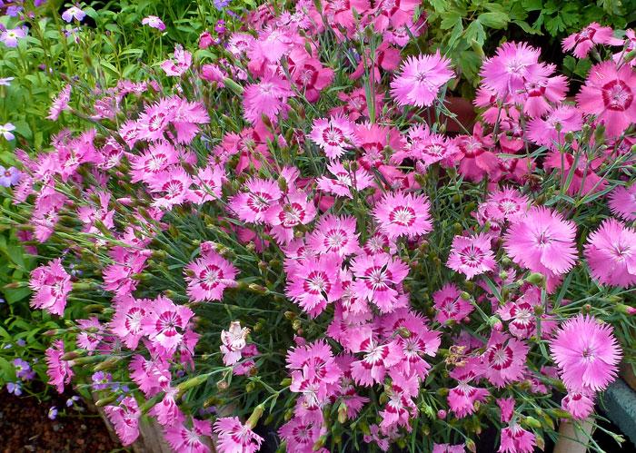 Cheddar Pink (Dianthus gratianopolitanus 'Grandiflorus') in the ...