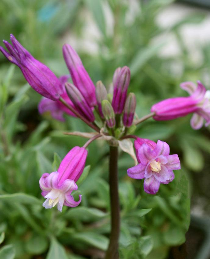 Photo of the bloom of California Firecracker Flower (Dichelostemma ida ...