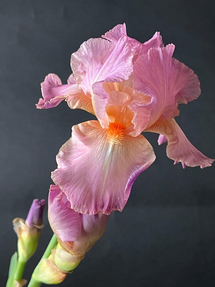 Tall Bearded Iris (Iris 'Candy Coating') in the Irises Database ...