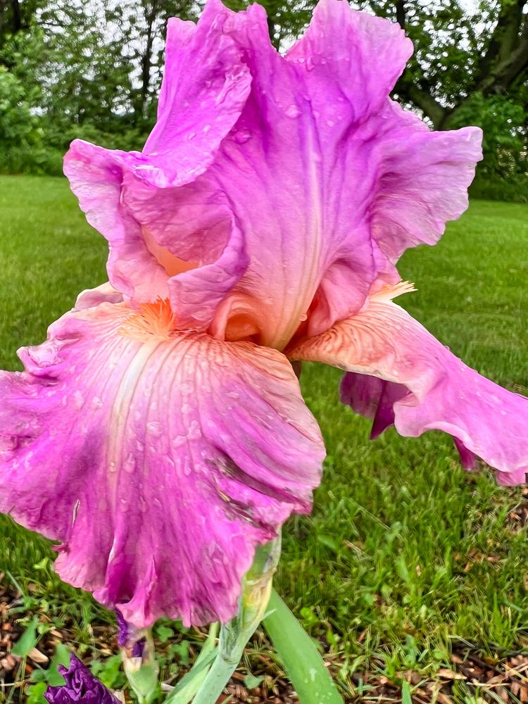 Photo of the bloom of Tall Bearded Iris (Iris 'Candy Coating') posted ...