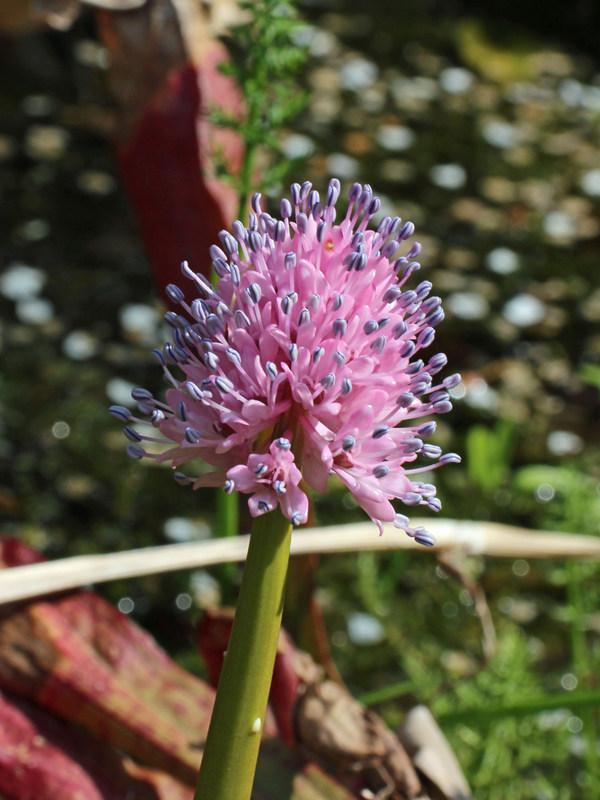 Photo of the bloom of Swamp Pink (Helonias bullata) posted by ...