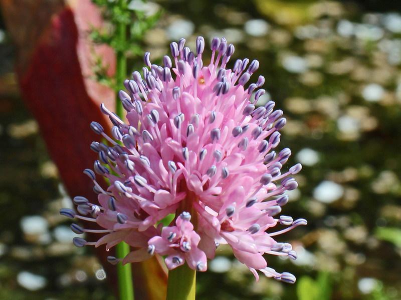 Photo of the bloom of Swamp Pink (Helonias bullata) posted by ...