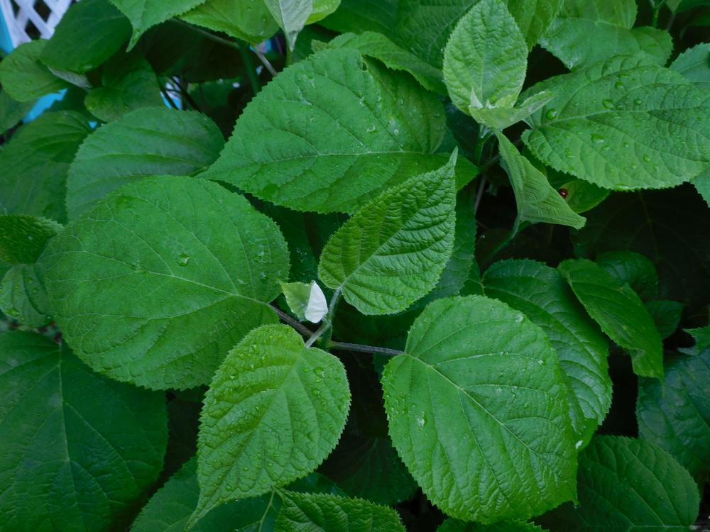 Photo of the leaves of Smooth Hydrangea (Hydrangea arborescens ...