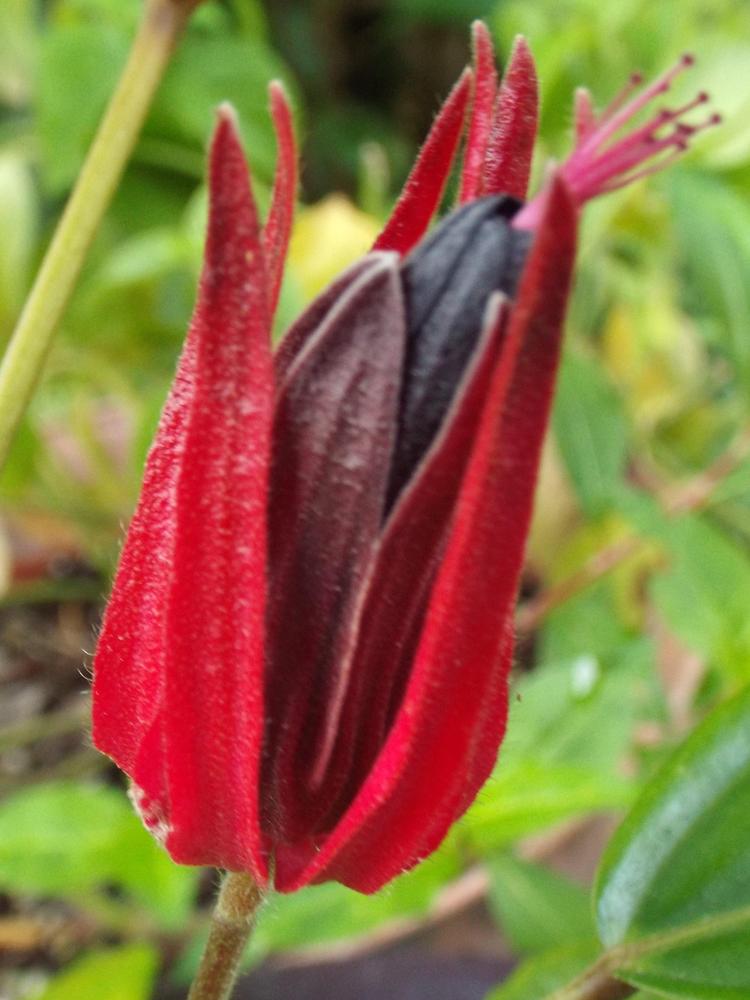 Photo of the bloom of Brazilian Candles (Pavonia multiflora) posted by ...