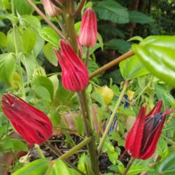 Photo of the entire plant of Brazilian Candles (Pavonia multiflora ...
