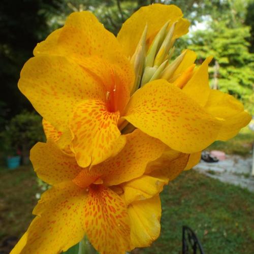 Canna Lily (Canna x generalis 'Golden Lucifer') in the Cannas Database ...