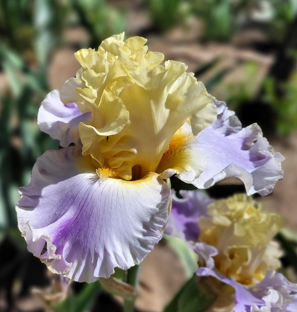 Tall Bearded Iris (Iris 'Dancing on My Own') in the Irises Database ...