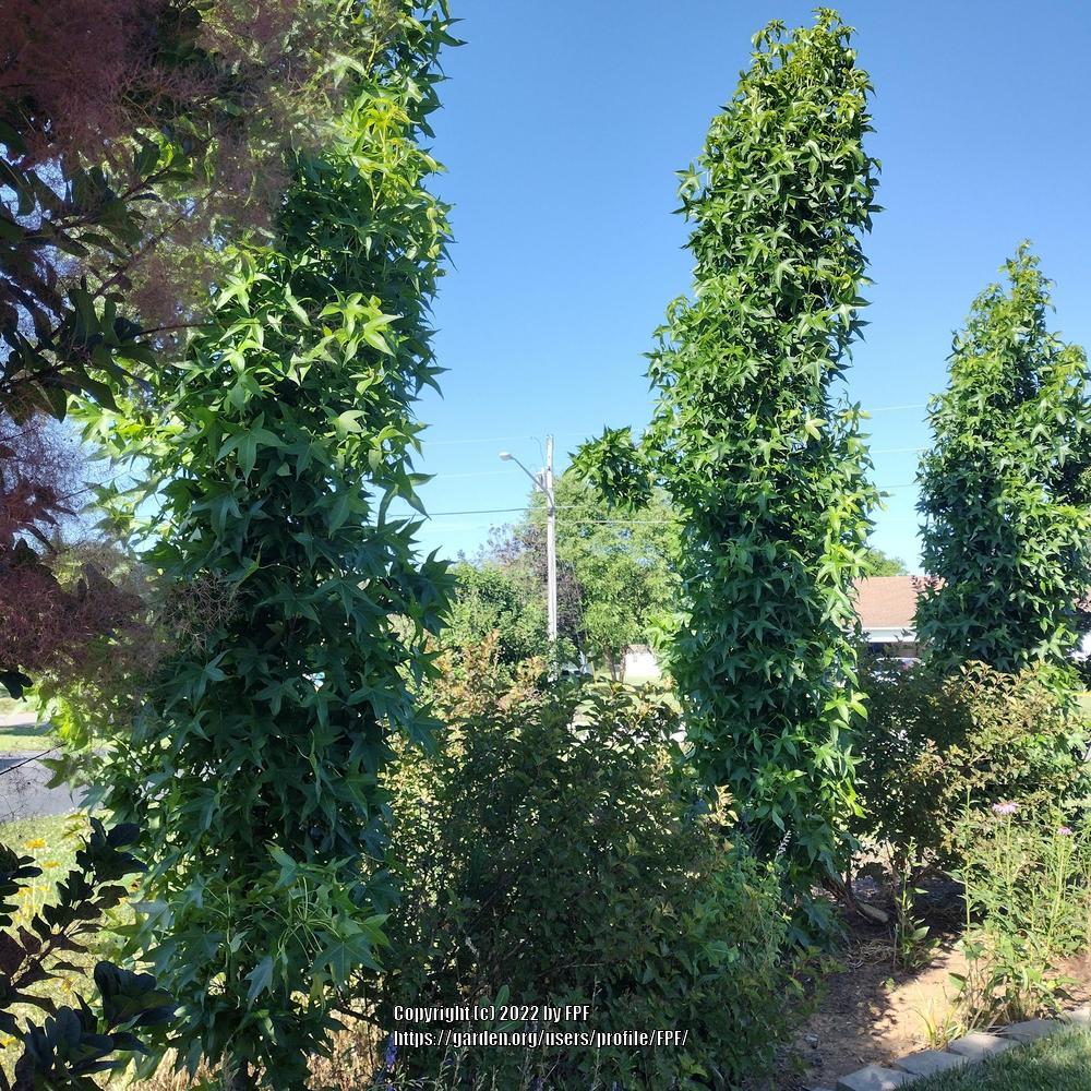 Photo of the entire plant of Columnar Sweetgum (Liquidambar styraciflua ...