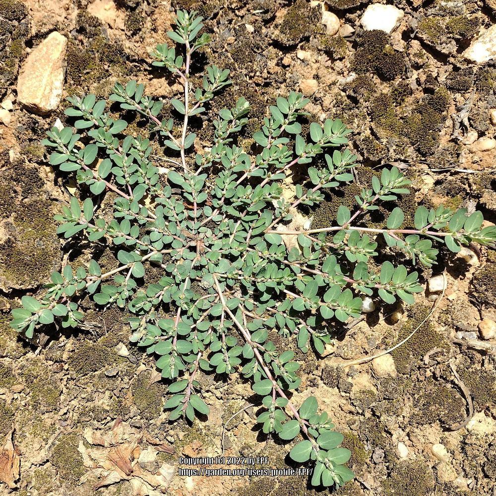 Photo of the entire plant of Spotted Spurge (Euphorbia maculata) posted ...