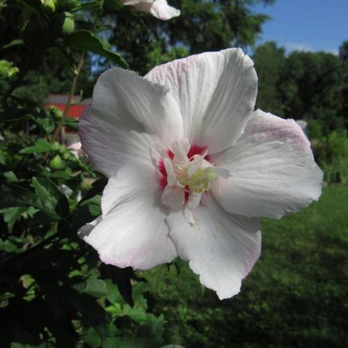 Hibiscus (Hibiscus syriacus First Editions® Fiji™) in the Roses of ...