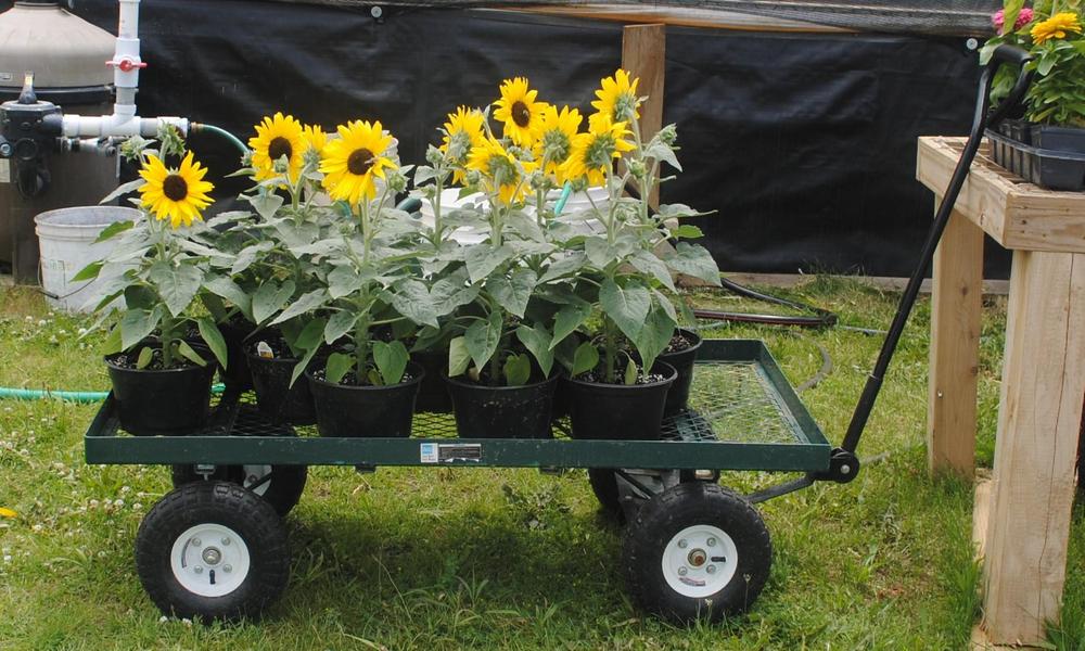 Sunflower (Helianthus annuus 'Sunfinity') in the Sunflowers Database ...