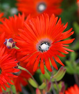 Royal Dewflower (Drosanthemum speciosum) - Garden.org