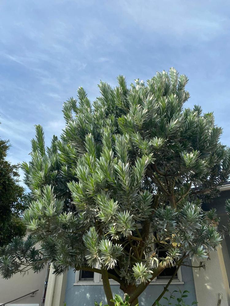 Photo of the entire plant of Silver Tree (Leucadendron argenteum ...