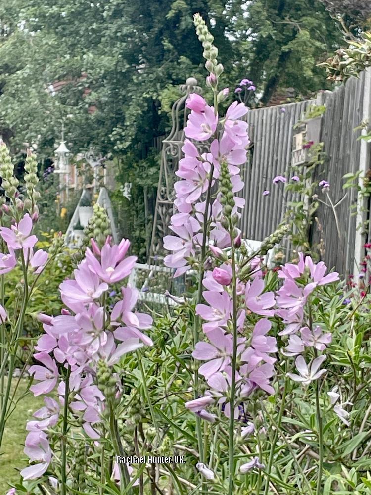 Photo of the bloom of Checker Mallow (Sidalcea malviflora 'Rosaly ...