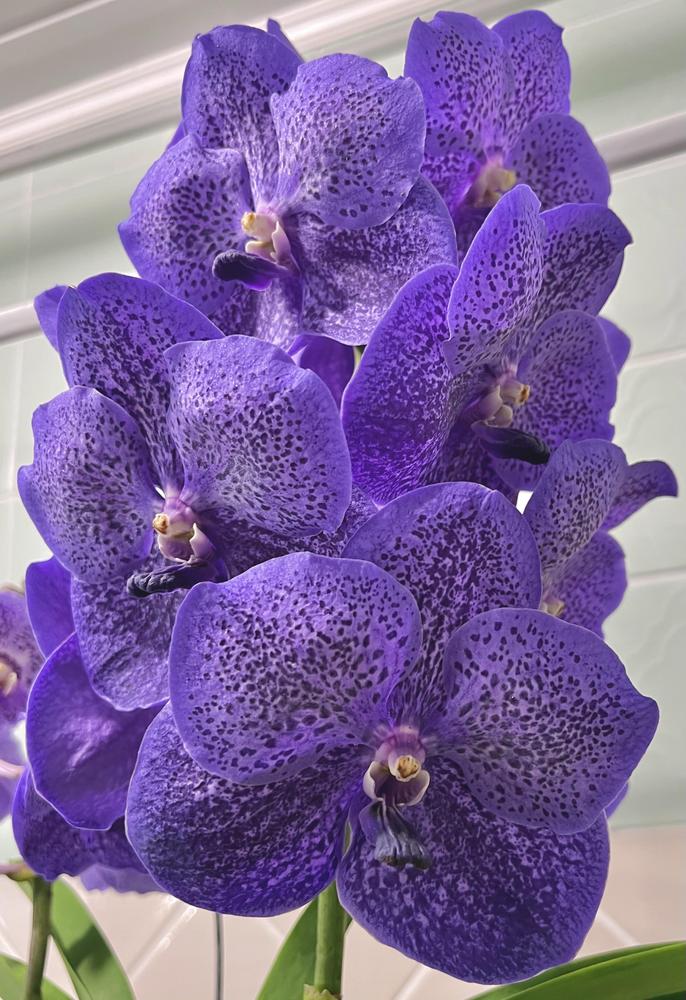 Photo of the bloom of Orchid (Vanda Sunanda® Lavender Sprinkles) posted ...