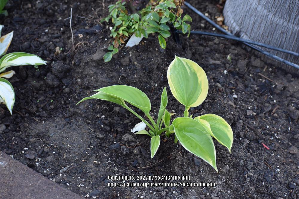 Photo of the entire plant of Hosta 'Fragrant Dream' posted by ...