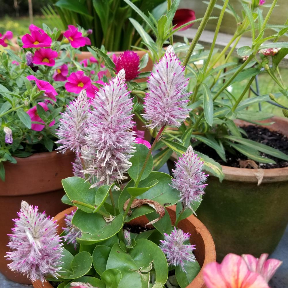 Ptilotus exaltatus 'Joey' - Garden.org