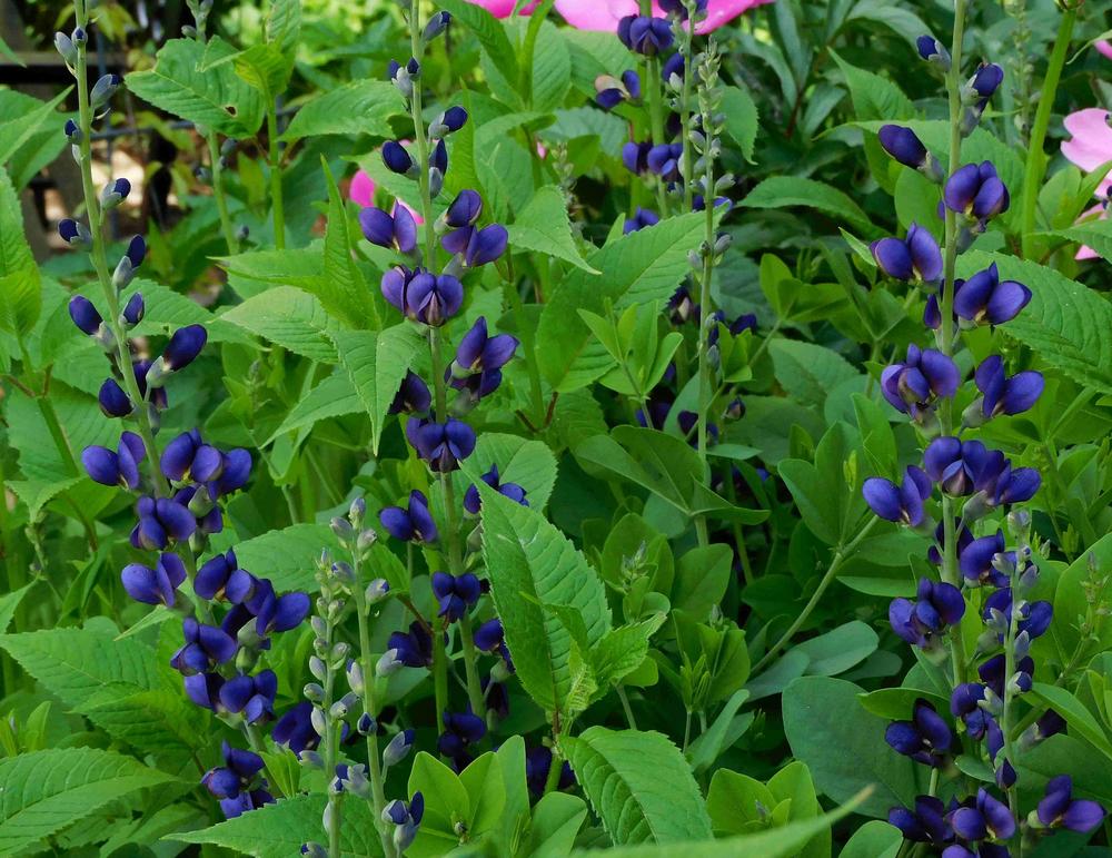 Wild Indigo Baptisia Sparkling Sapphires In The Baptisias Database 7269