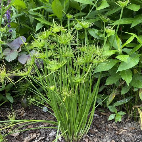 Dwarf Papyrus (Cyperus prolifer 'Little Prince') - Garden.org
