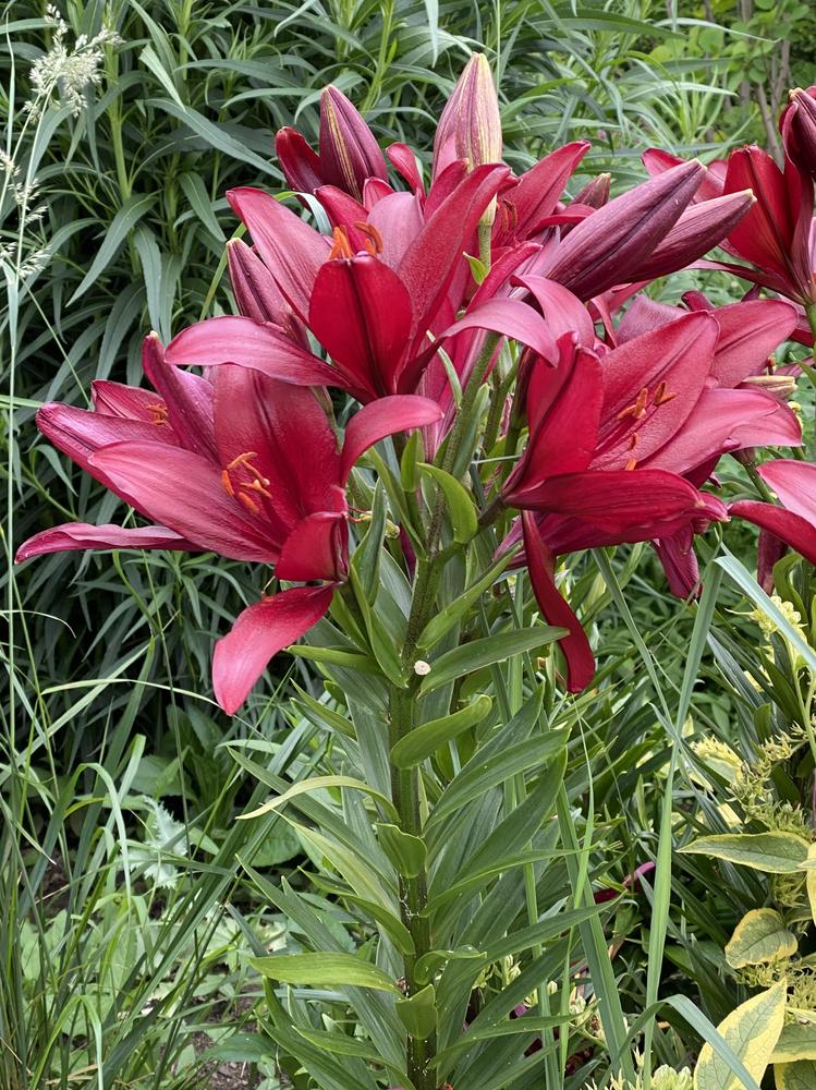 Photo of the entire plant of Lily (Lilium 'Red Alert') posted by csandt ...