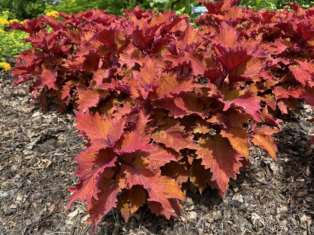 Coleus (Coleus scutellarioides ColorBlaze® Wicked Hot™) in the Coleus ...