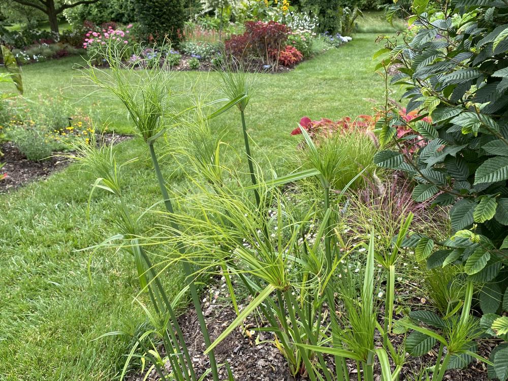 Photo of the entire plant of Papyrus (Cyperus papyrus Graceful Grasses ...