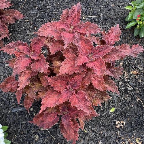 Coleus (Coleus scutellarioides Stained Glassworks™ Copper) in the ...